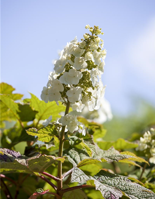 Hydrangea quercifolia Applause, Eichenblättrige Hortensie - Gärtnerei Schliebener