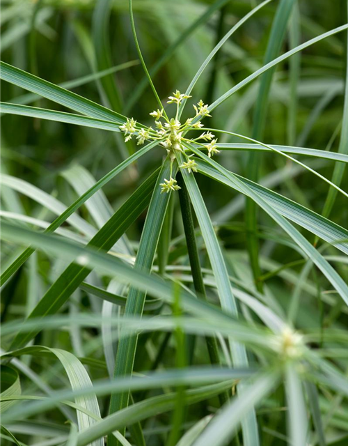 Cyperus alternifolius, Zypergras - Gärtnerei Schliebener