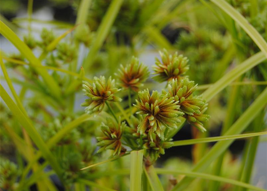 Cyperus alternifolius, Zypergras - Gärtnerei Schliebener