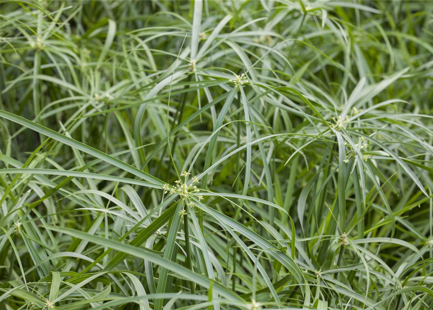Cyperus alternifolius, Zypergras - Gärtnerei Schliebener