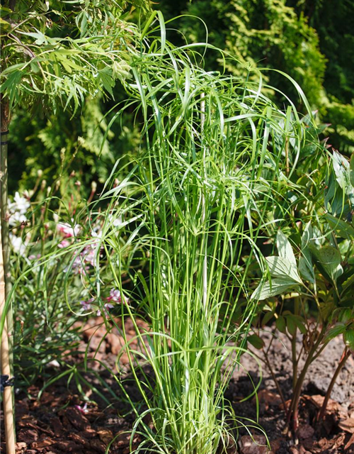 Cyperus alternifolius, Zypergras - Gärtnerei Schliebener