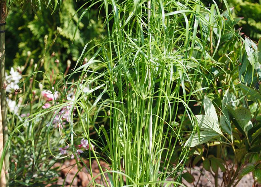 Cyperus alternifolius, Zypergras - Gärtnerei Schliebener