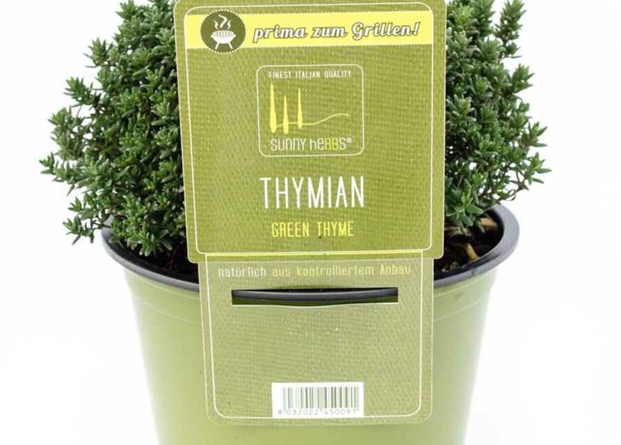 Thymus vulgaris Faustini, Kugelthymian SunnyHerbs - Gärtnerei Schliebener