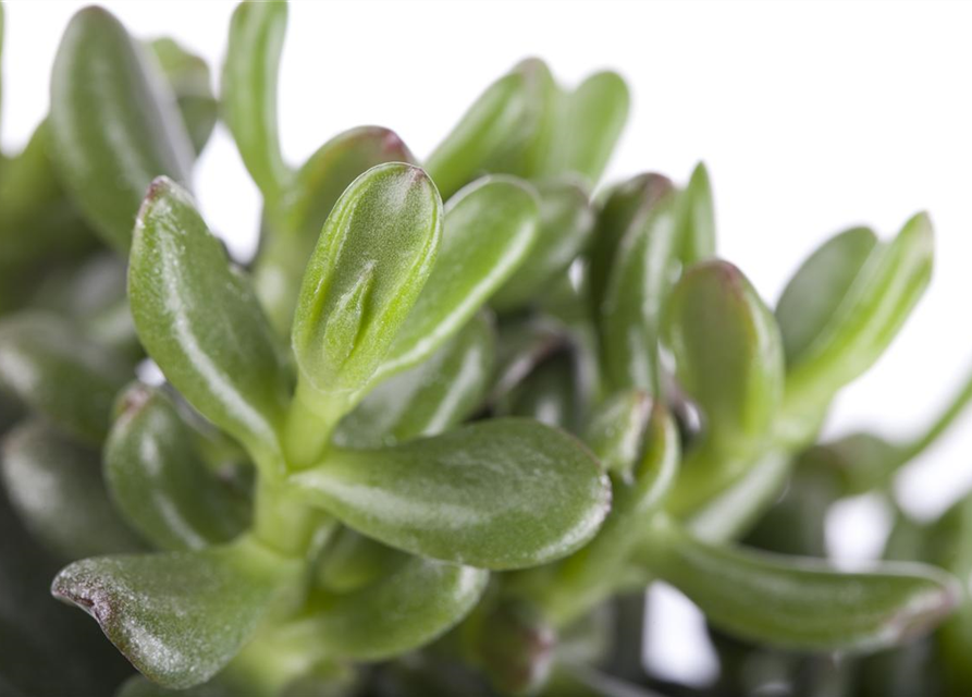 Crassula ovata Gollum, Dickblatt, Geldbaum - Gärtnerei Schliebener