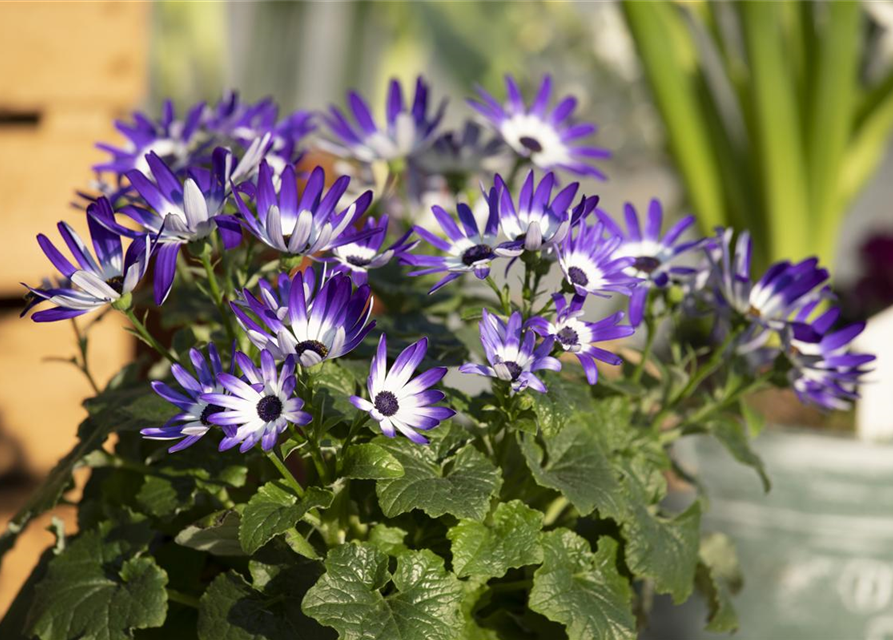 Senecio cruentus Senetti, Greiskraut - Gärtnerei Schliebener