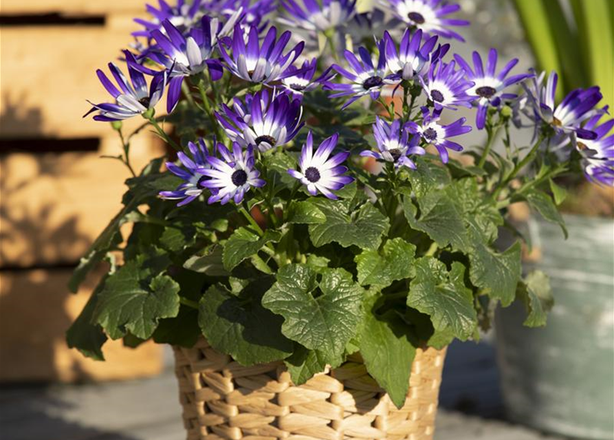 Senecio cruentus Senetti, Greiskraut - Gärtnerei Schliebener