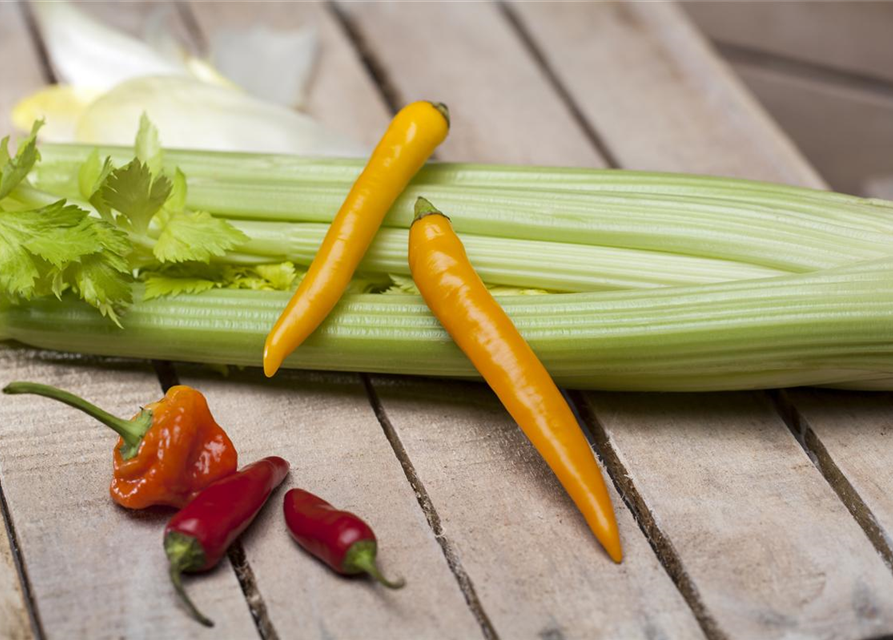 Capsicum Annuum var. longum, Bio-Chili Joe's Long - Gärtnerei Schliebener