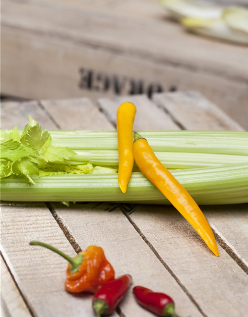 Capsicum Annuum var. longum, Bio-Chili Joe's Long - Gärtnerei Schliebener