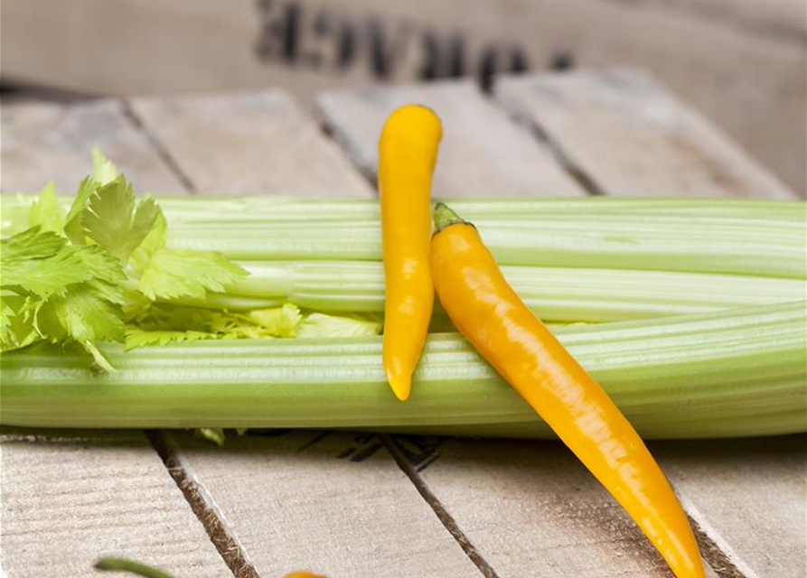 Capsicum Annuum var. longum, Bio-Chili Joe's Long - Gärtnerei Schliebener