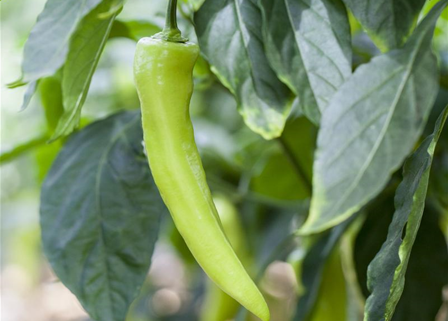 Capsicum Annuum var. longum, Bio-Chili Joe's Long - Gärtnerei Schliebener