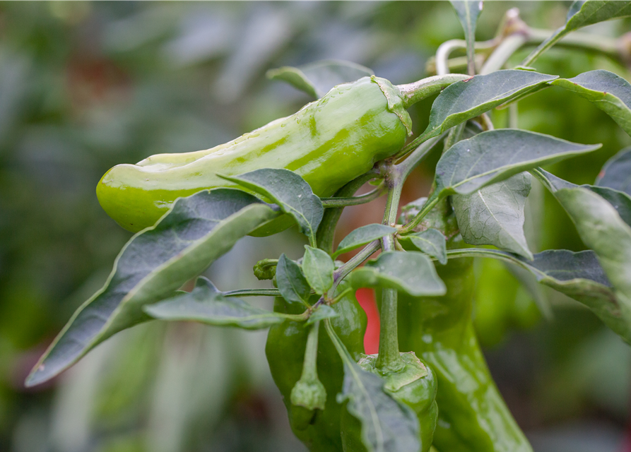 Capsicum Annuum var. longum, Bio-Chili Joe's Long - Gärtnerei Schliebener