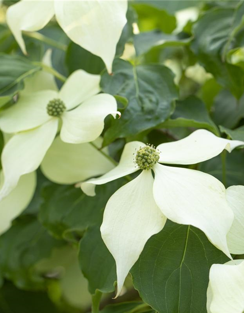 Cornus kousa Venus, Japanischer Blumenhartriegel - Gärtnerei Schliebener