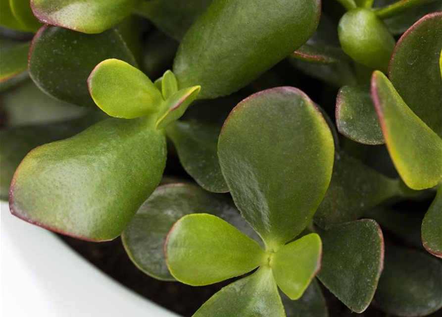 Crassula ovata Minor, Dickblatt, Geldbaum - Gärtnerei Schliebener