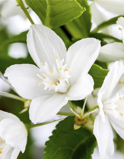 Deutzia Yuki Snowflake, Maiblumenstrauch - Gärtnerei Schliebener