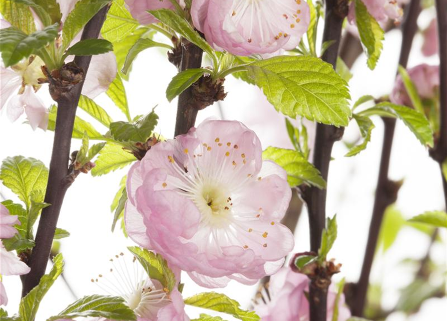 Prunus triloba, Mandelbäumchen - Gärtnerei Schliebener