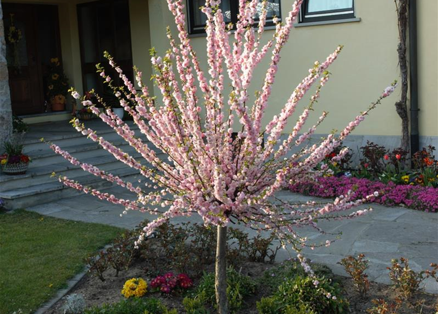 Prunus triloba, Mandelbäumchen - Gärtnerei Schliebener