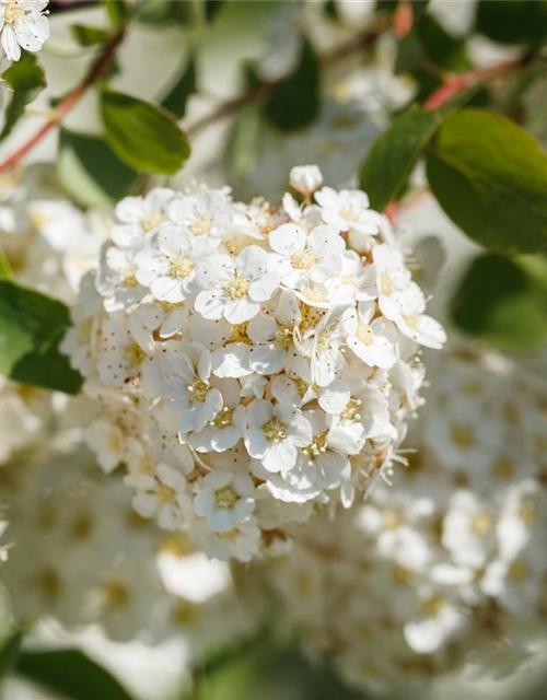 Spiraea betulifolia Thor, Birkenblättrige Spiere - Gärtnerei Schliebener