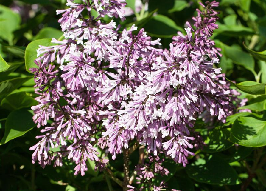 Syringa patula Miss Kim, Koreanischer Flieder - Gärtnerei Schliebener
