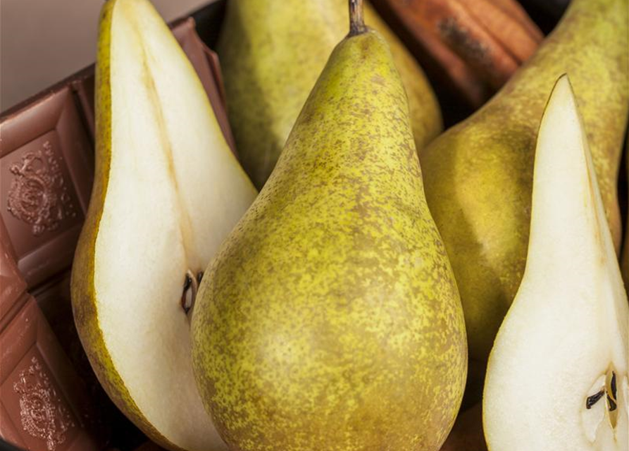 Pyrus communis Conference, Birne Conference - Gärtnerei Schliebener