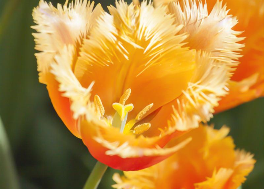 Tulipa Lambada x10 11/12, Tulpe Lambada - Gärtnerei Schliebener