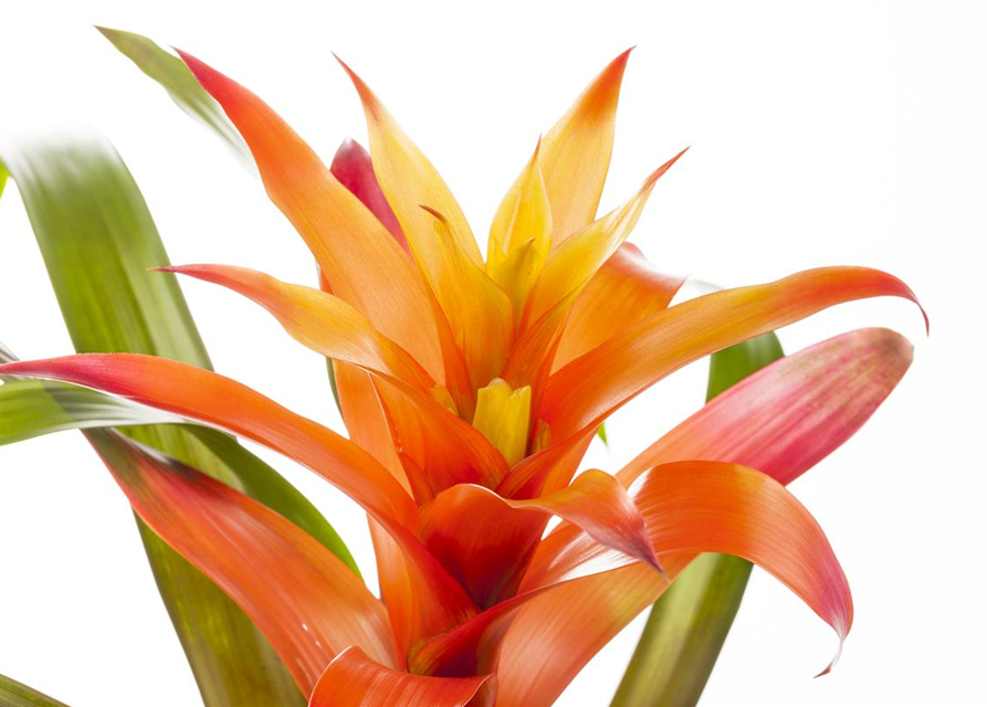Guzmania Mix, Guzmania - Gärtnerei Schliebener