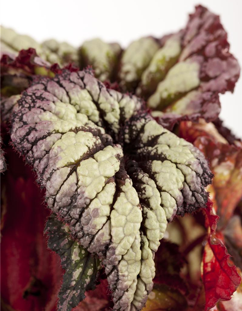 Begonia Rex Magic Colours Mix, Begonie - Gärtnerei Schliebener