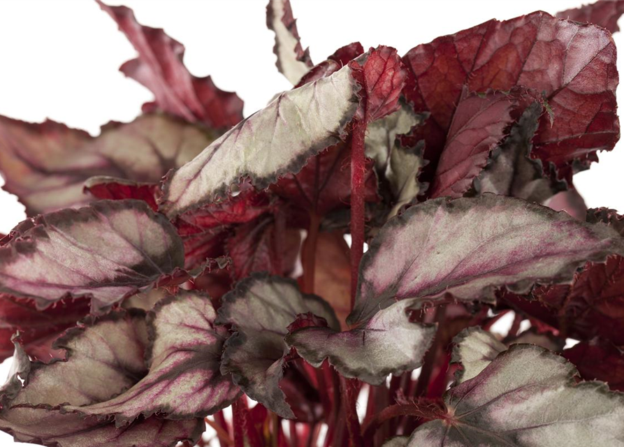 Begonia Rex Magic Colours Mix, Begonie - Gärtnerei Schliebener