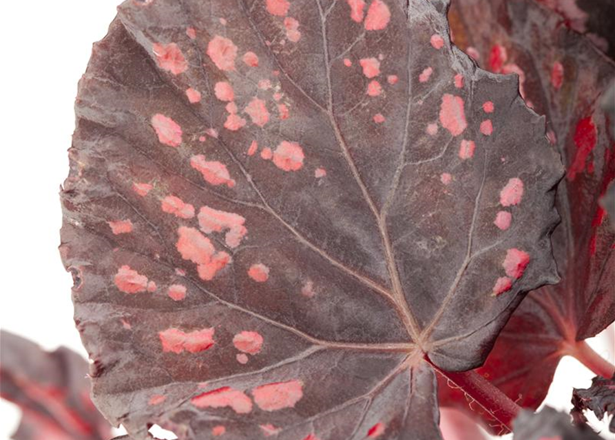 Begonia Rex Magic Colours Mix, Begonie - Gärtnerei Schliebener