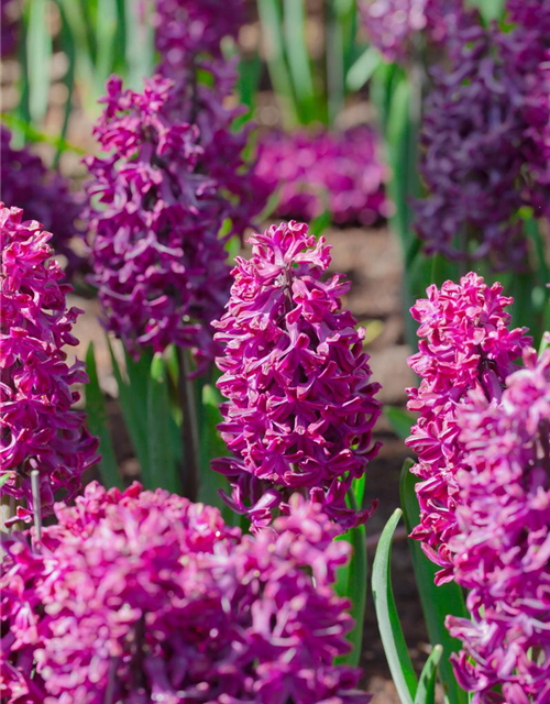 Hyacinthus orientalis Multiflora, Hyazinthe vielblütig - Gärtnerei ...