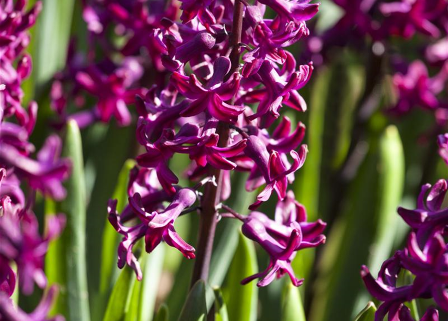 Hyacinthus orientalis Multiflora, Hyazinthe vielblütig - Gärtnerei ...