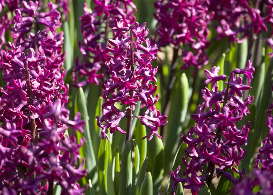Hyacinthus orientalis Multiflora, Hyazinthe vielblütig - Gärtnerei ...