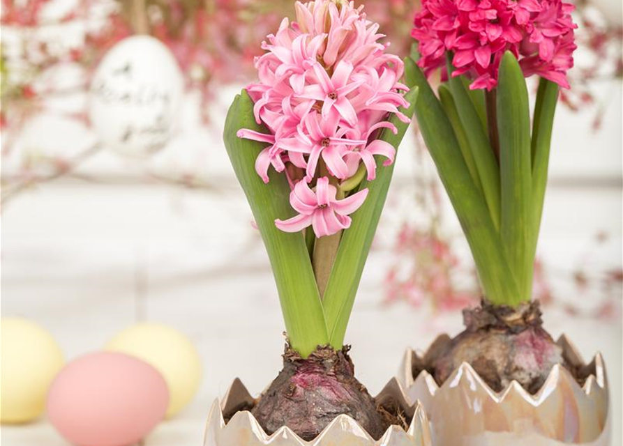 Hyacinthus orientalis Multiflora, Hyazinthe vielblütig - Gärtnerei ...