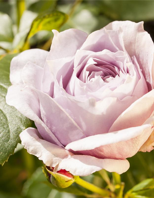 Rosa Indigoletta, Kletterrose Indigoletta - Gärtnerei Schliebener