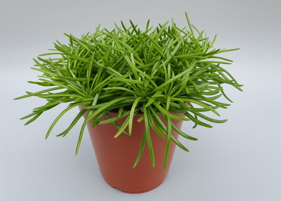 Senecio archeri Himalaya Highlands, Greiskraut, Kreuzkraut - Gärtnerei Schliebener