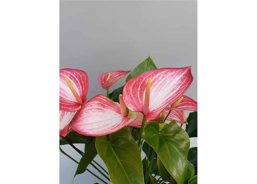 Anthurium andreanum Livium Red T17, Flamingoblume weiß rosa gestreift ...