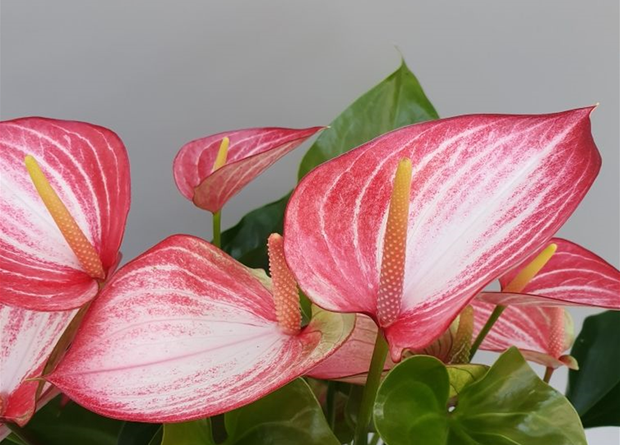 Anthurium andreanum Livium Red, Flamingoblume weiss-rosa gestreift ...