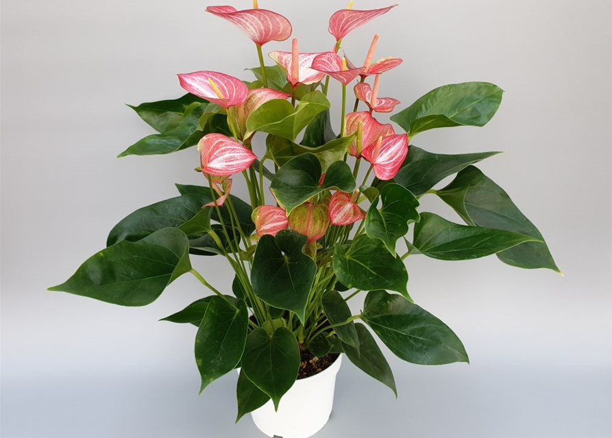 Anthurium andreanum Livium Red, Flamingoblume weiss-rosa gestreift ...