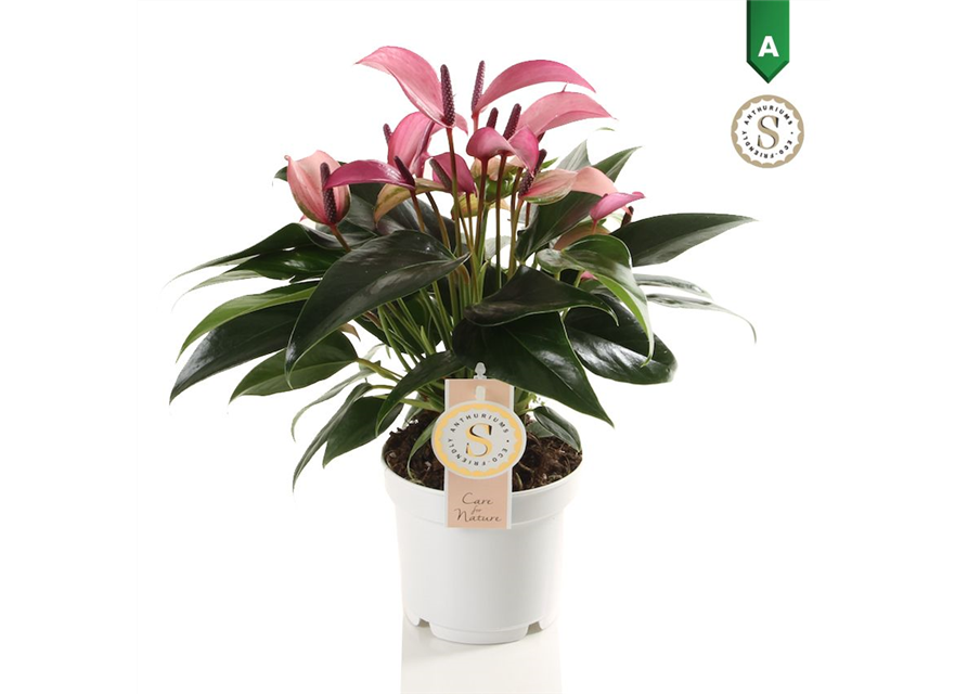 Anthurium andreanum Zizou T12, Flamingoblume Lila - Gärtnerei Schliebener