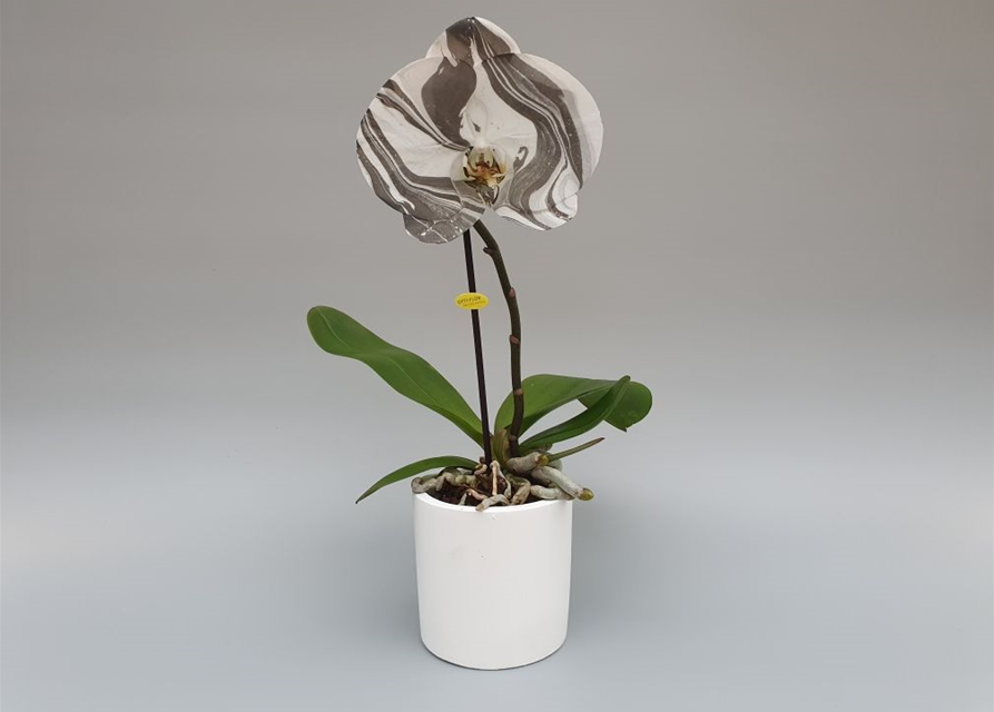 Phalaenopsis Optiflor Singolo Arto, Schmetterlingsorchidee - Gärtnerei ...