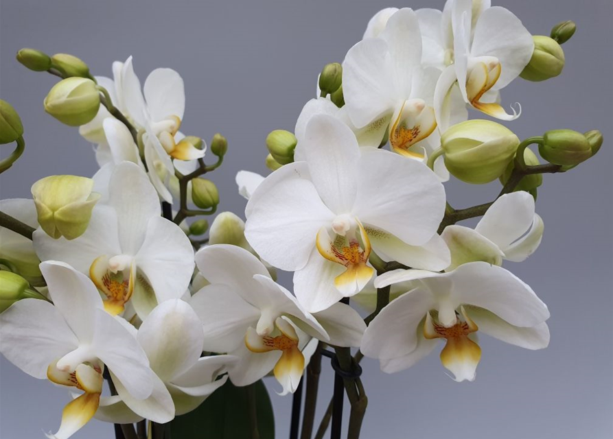 Phalaenopsis Optiflor Boquetto Beauty, Schmetterlingsorchidee ...