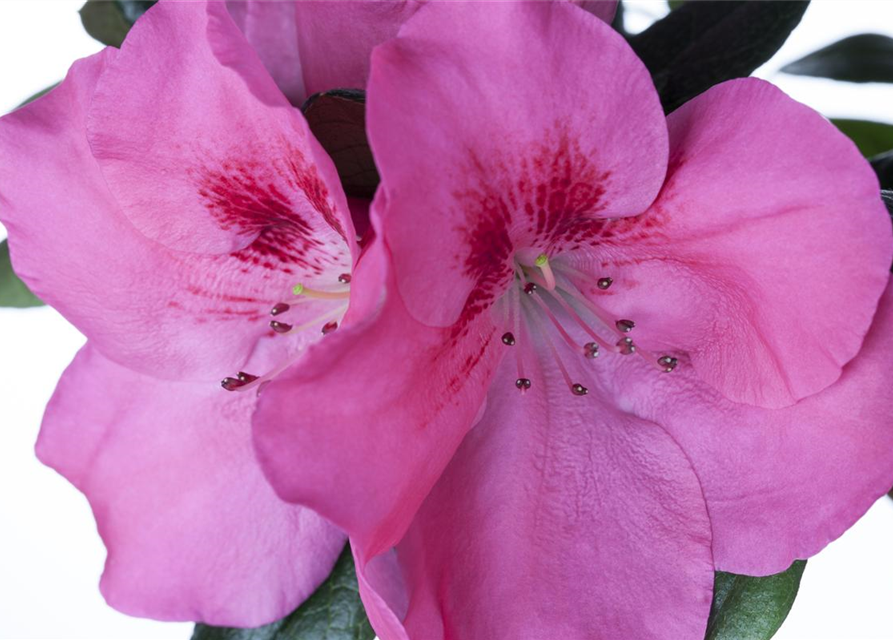 Rhododendron simsii, Azalee - Gärtnerei Schliebener