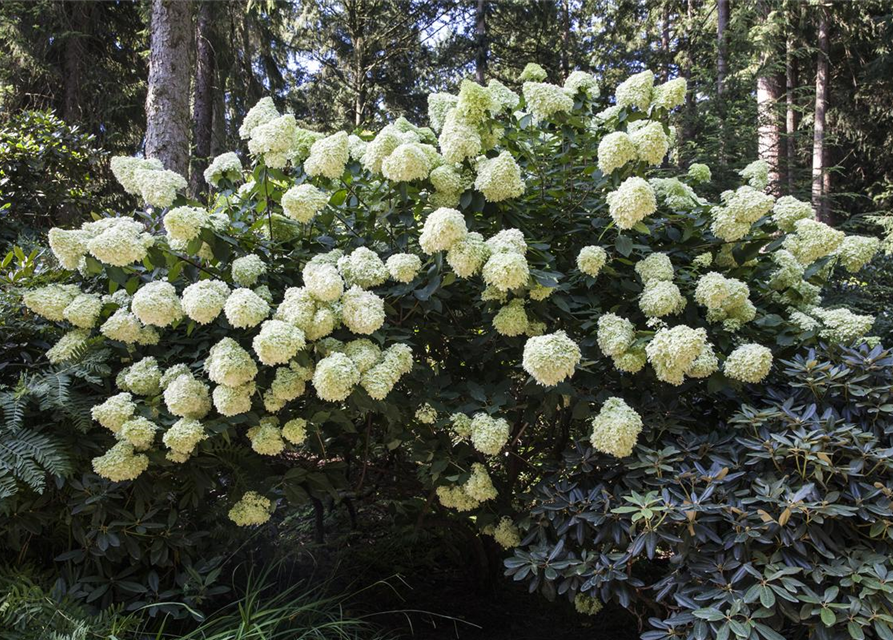 Hydrangea pan. Magical Andes, Rispenhortensie - Gärtnerei Schliebener