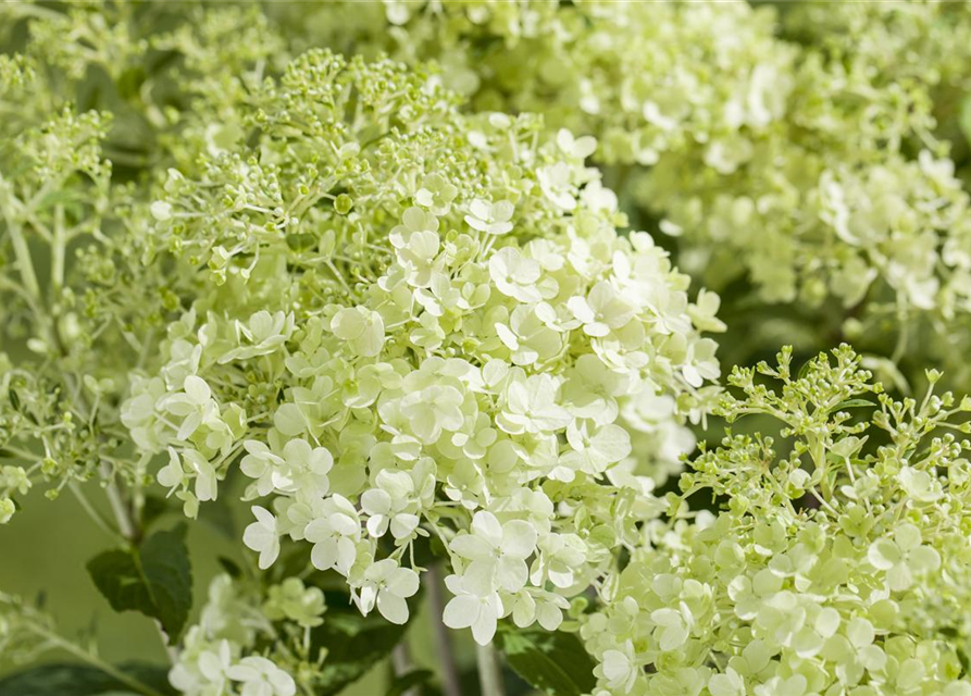 Hydrangea pan. Magical Andes, Rispenhortensie - Gärtnerei Schliebener