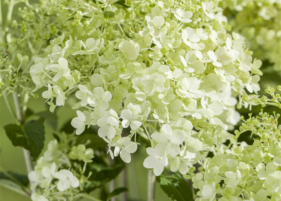 Hydrangea pan. Magical Andes, Rispenhortensie - Gärtnerei Schliebener