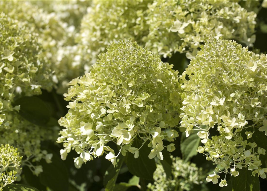 Hydrangea pan. Magical Andes, Rispenhortensie - Gärtnerei Schliebener