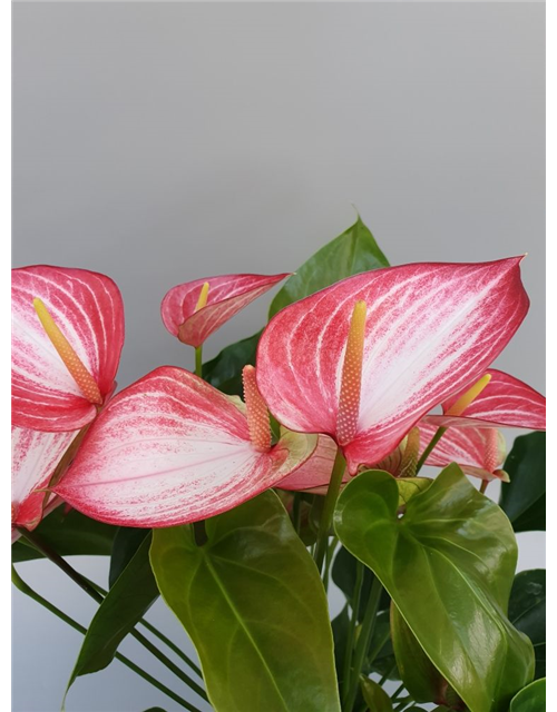 Anthurium andreanum Livium Red T14, Flamingoblume weiss-rosa gestreift ...