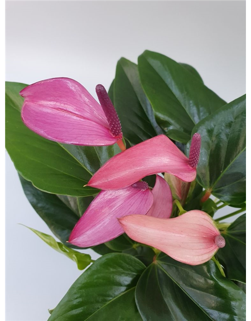 Anthurium andreanum Zizou T14, Flamingoblume Lila - Gärtnerei Schliebener