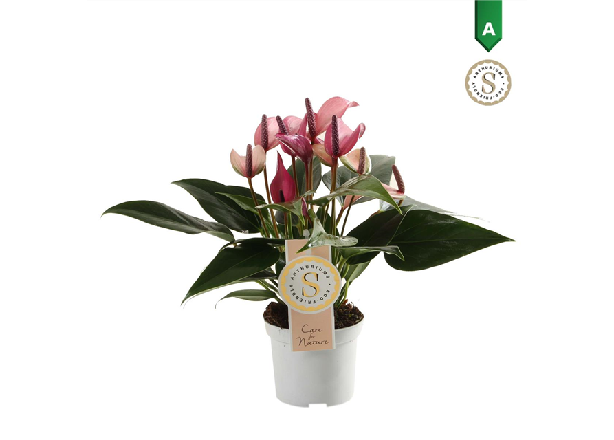 Anthurium andreanum Zizou, Flamingoblume Zizou Lila - Gärtnerei Schliebener