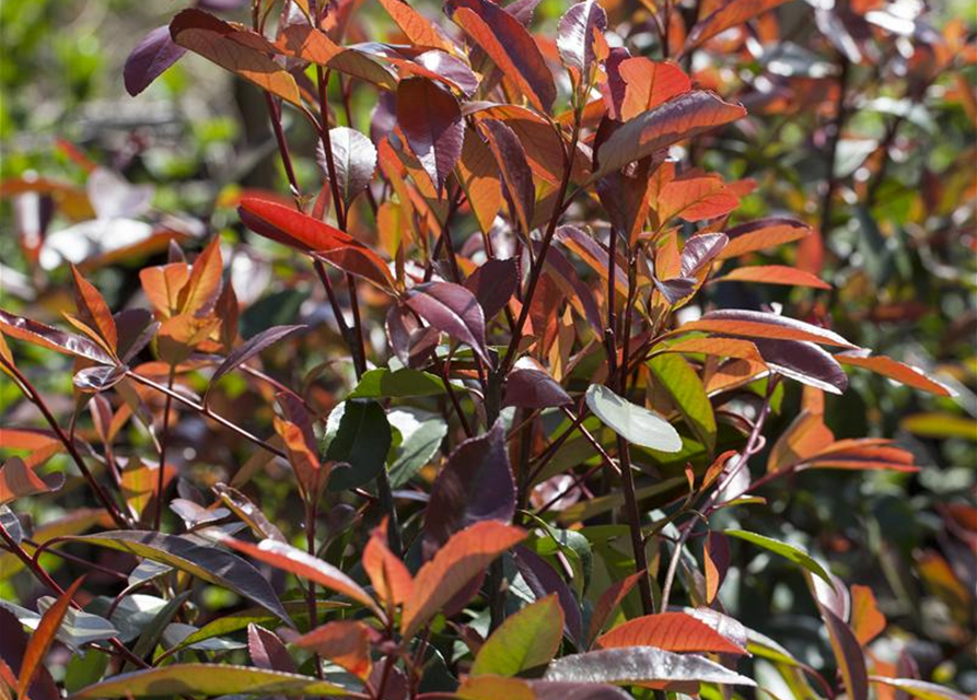 Photinia fraseri Chico, Glanzmispel Stämmchen - Gärtnerei Schliebener