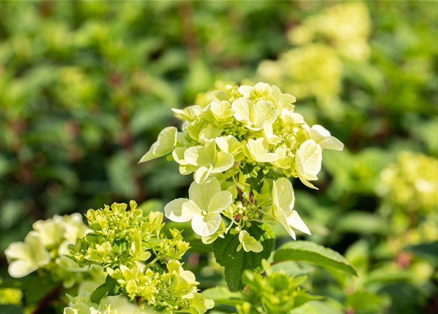 Hydrangea pan. Magical Andes, Rispenhortensie - Gärtnerei Schliebener
